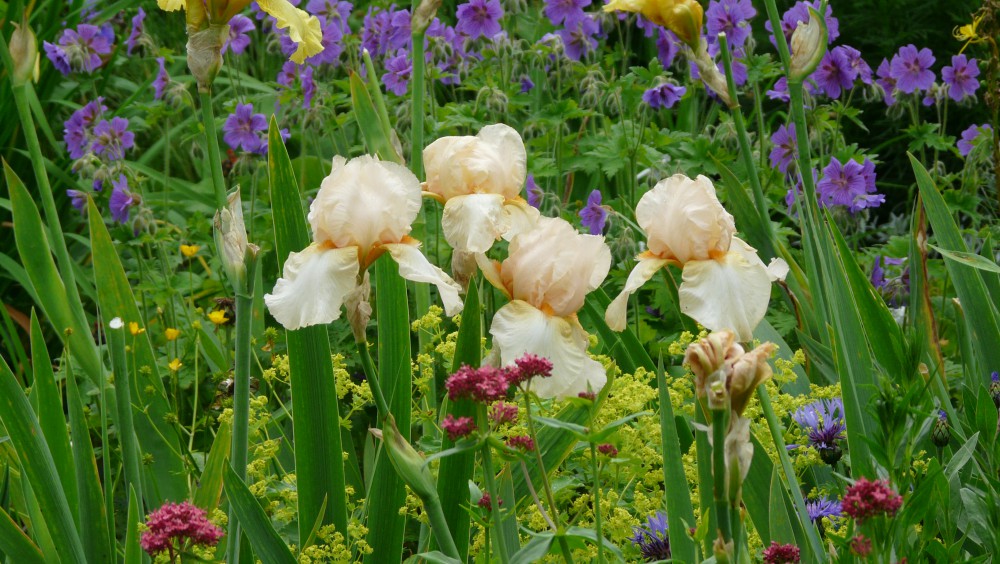 Schwertlilien (Iris)