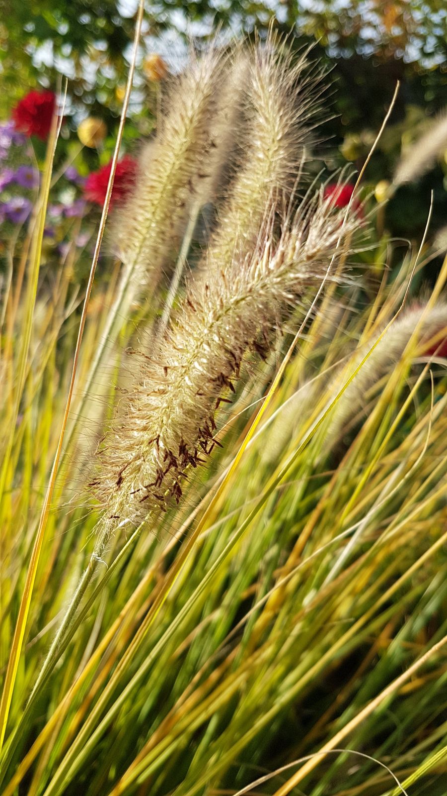 Lampenputzergras entfaltet seine Schönheit erst im Herbst.