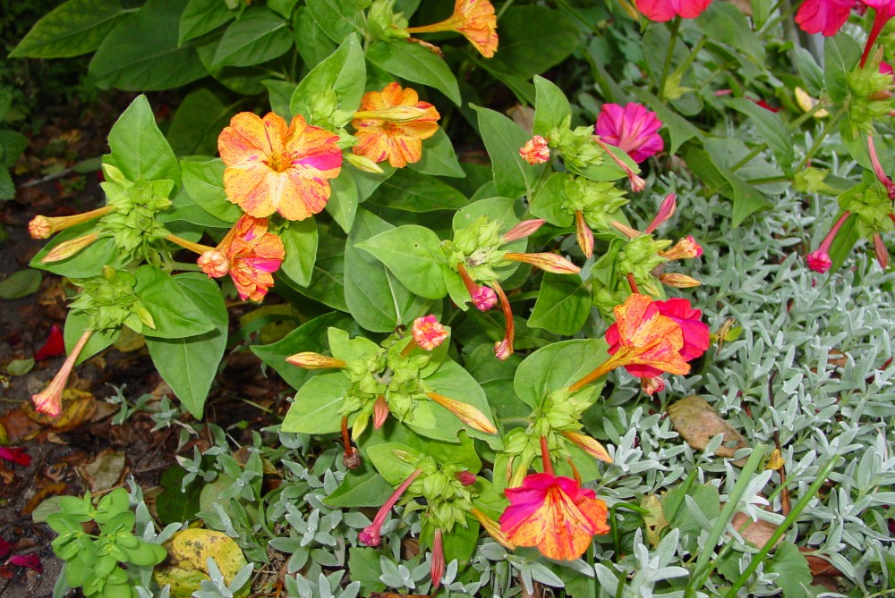Wunderblume - Mirabilis jalapa