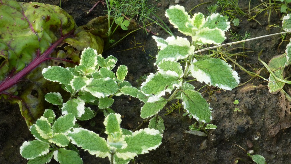 Ananasminze: die Exotin unter den Minzen