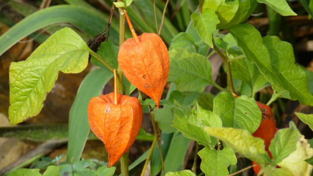 Lampionblume (Physalis alkekengi)