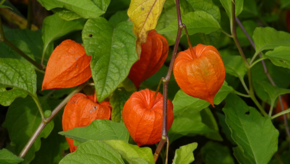Lampionblume (Physalis alkekengi)