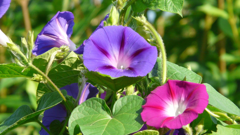 Trichterwinde-hoch hinaus mit schönen Blüten