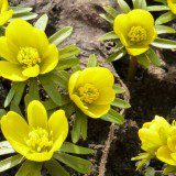 Winterlinge: die Schnellstarter im Frühling