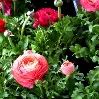 Die Farbe Rot im Beet – Feuerwerk im Garten