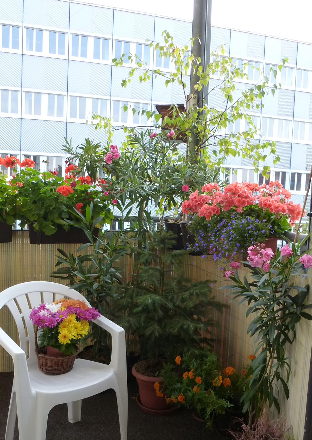 Sommer auf dem Balkon – Tipps für eine grüne Oase