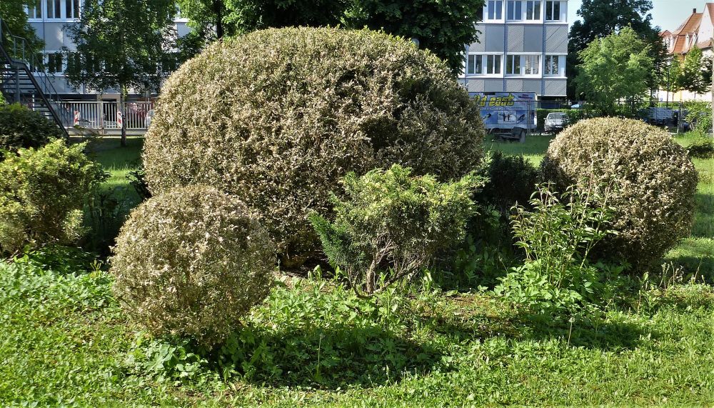 Buchsbaumzünsler und seine Bekämpfung