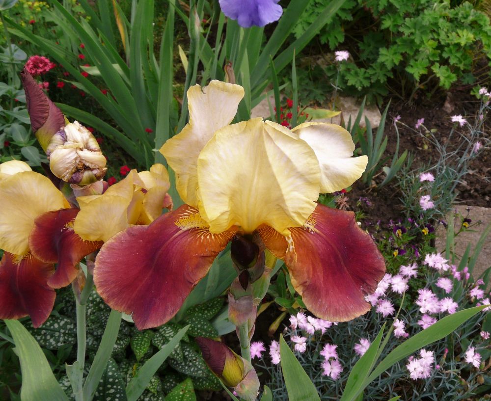 Schwertlilien (Iris)