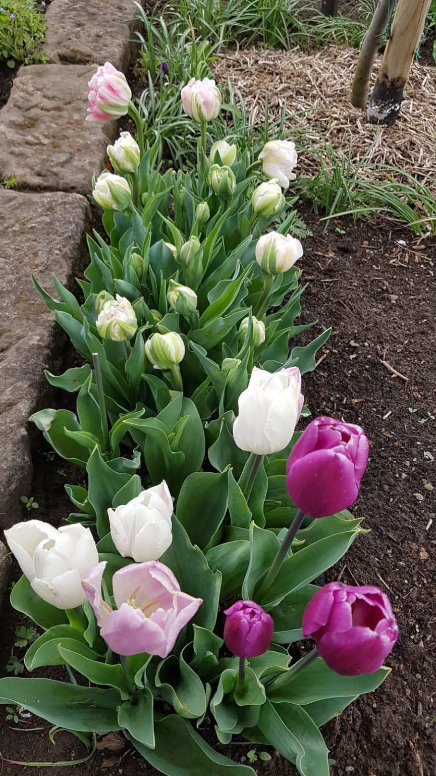Garten-Tulpe (Tulipa gesneriana)