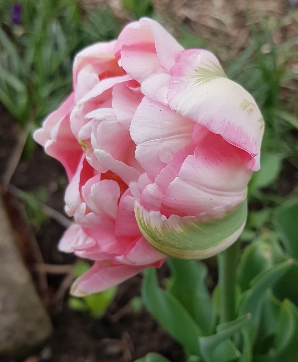 Garten-Tulpe (Tulipa gesneriana)