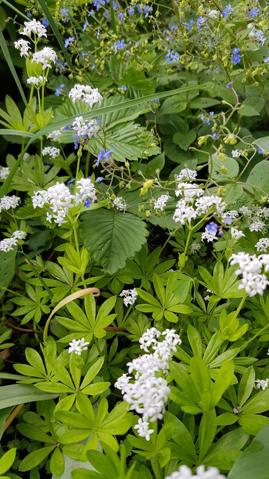 Waldmeister - ein zierlicher Bodendecker im Waldgarten