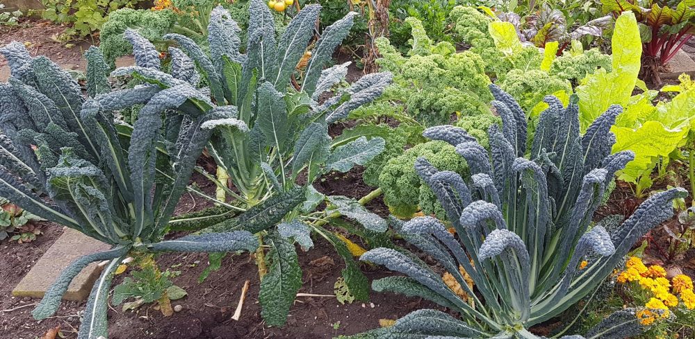 Palmkohl – ein gesundes Gemüse