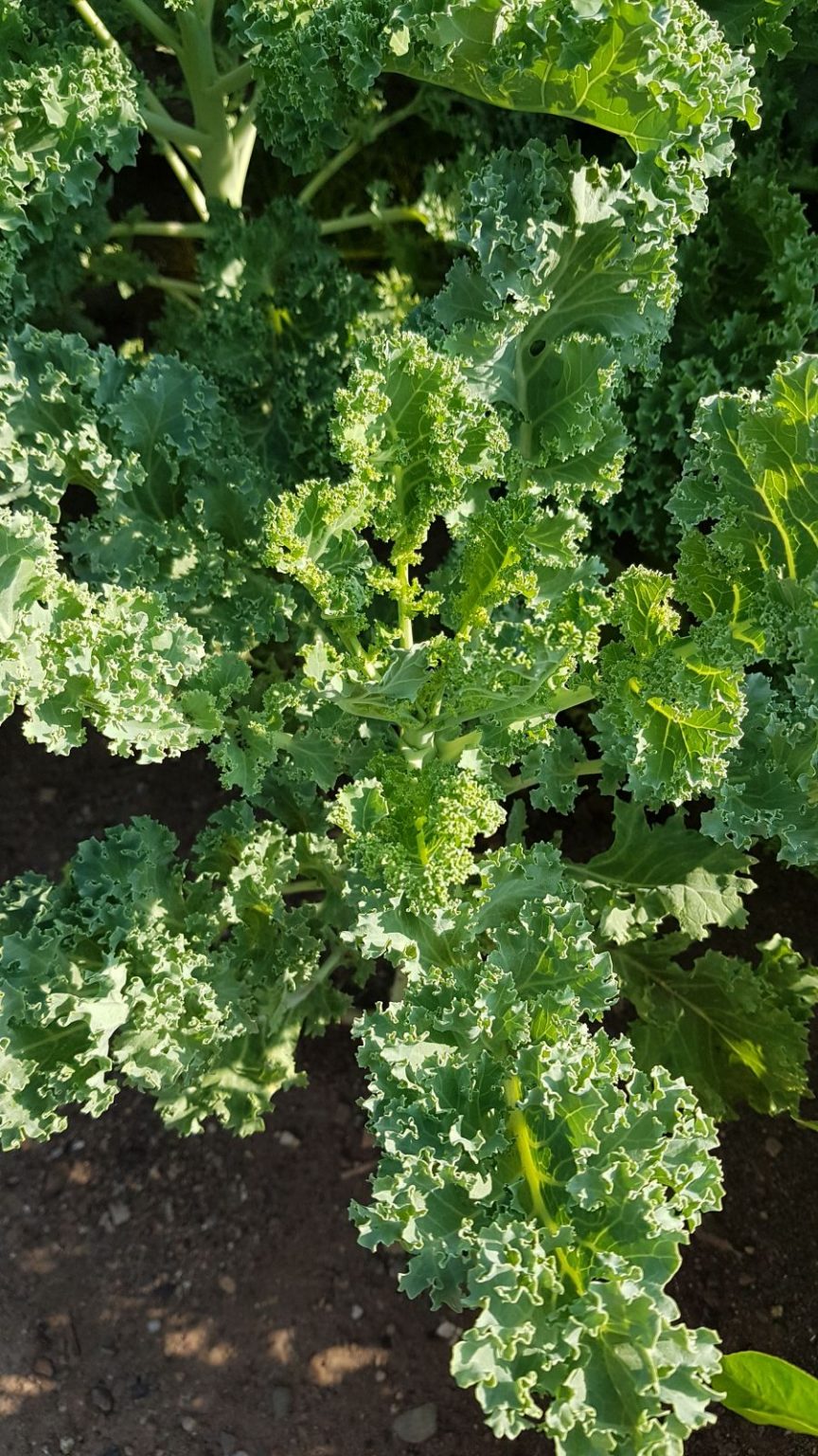 Grünkohl – heimisches Superfood