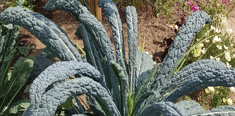 Palmkohl – ein gesundes Gemüse