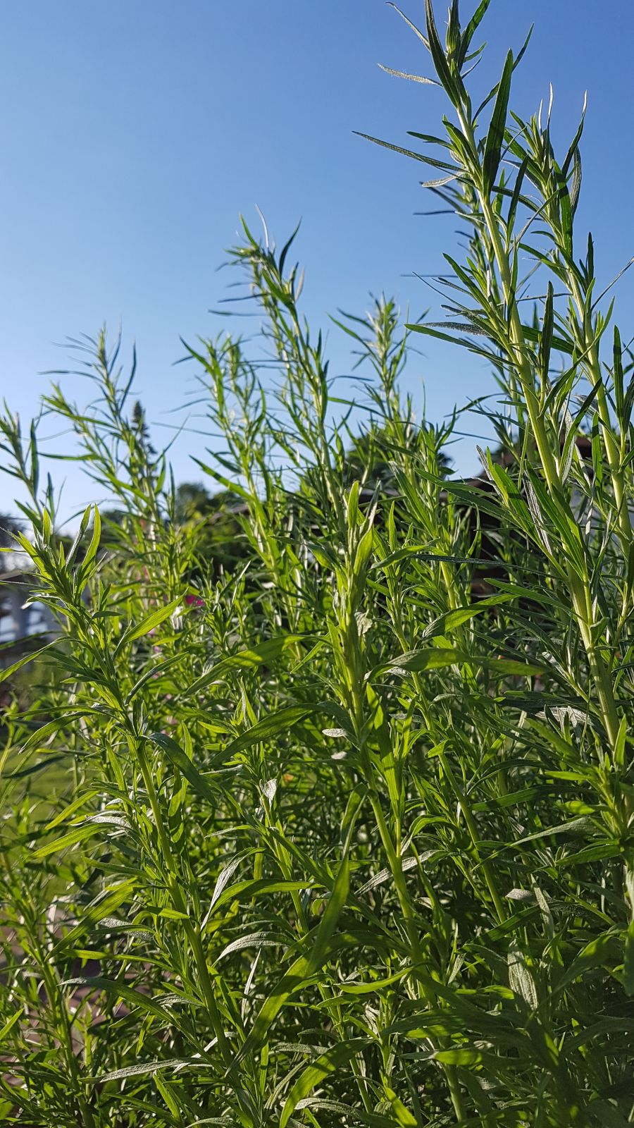 Estragon - ein vielseitiges Küchenkraut für jeden Garten