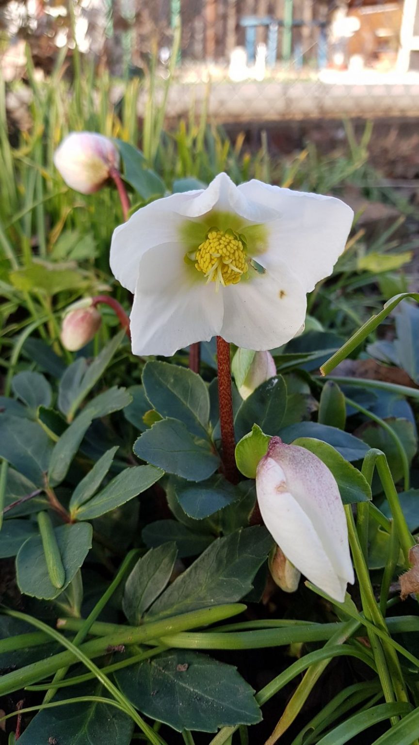 Christrose - ein winterlicher Blütenschatz zur Weihnachtszeit