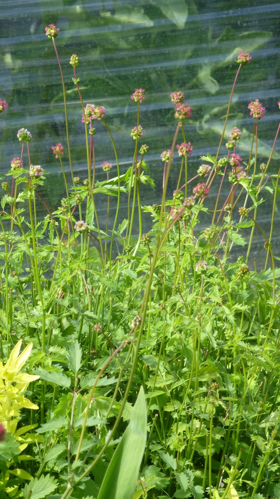 Pimpinelle – dauerhaftes Küchenkraut