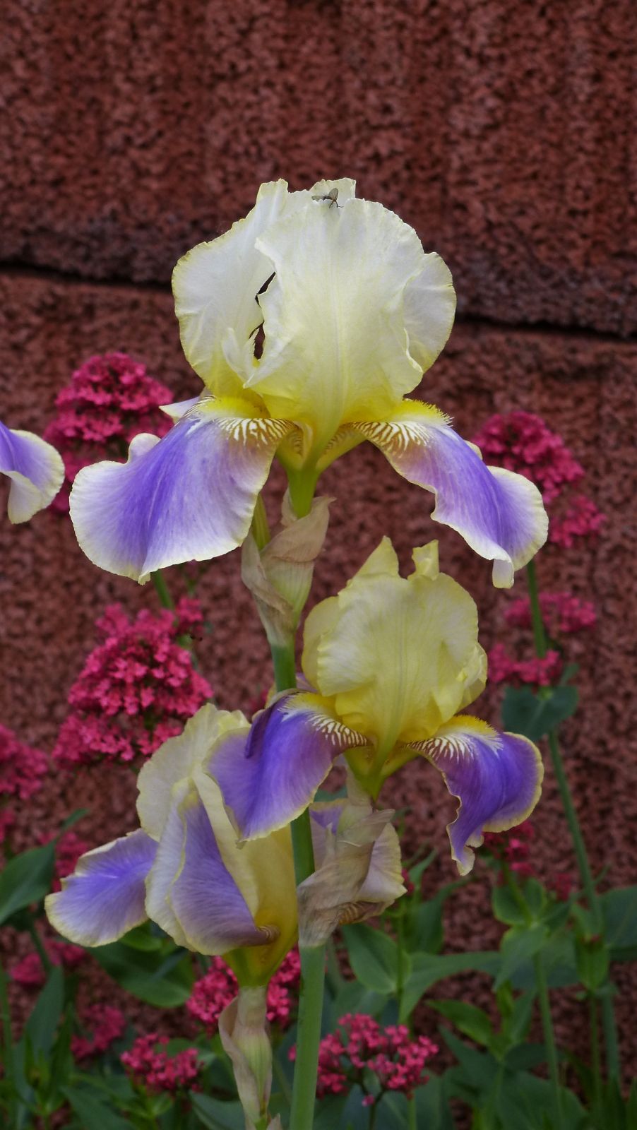 Schwertlilien (Iris)