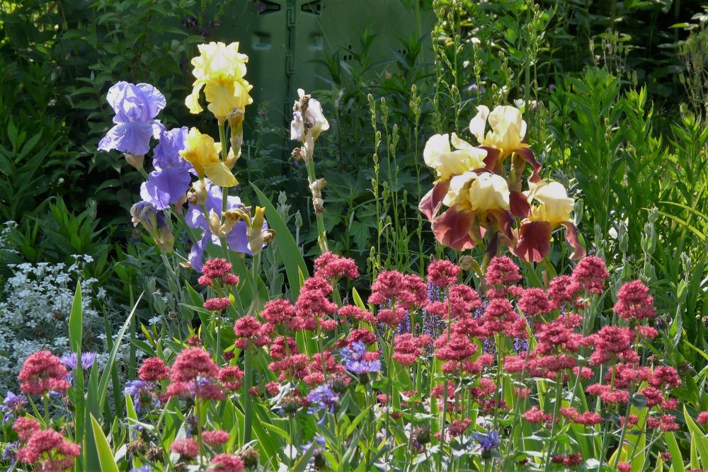 Schwertlilien (Iris)