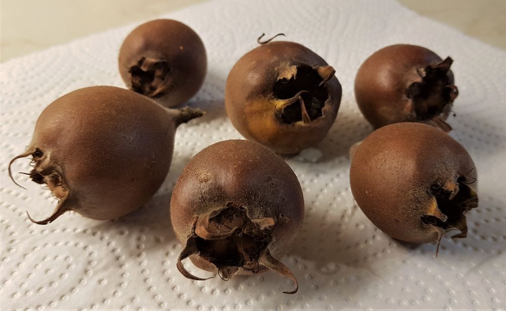 Mispeln – leckeres spätes Obst zur Winterzeit