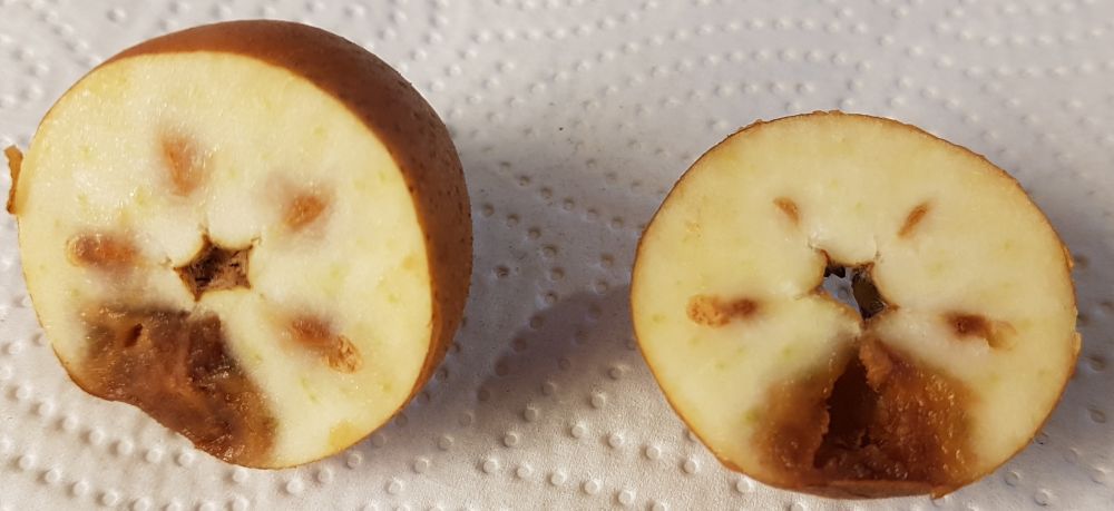 Mispeln – leckeres spätes Obst zur Winterzeit