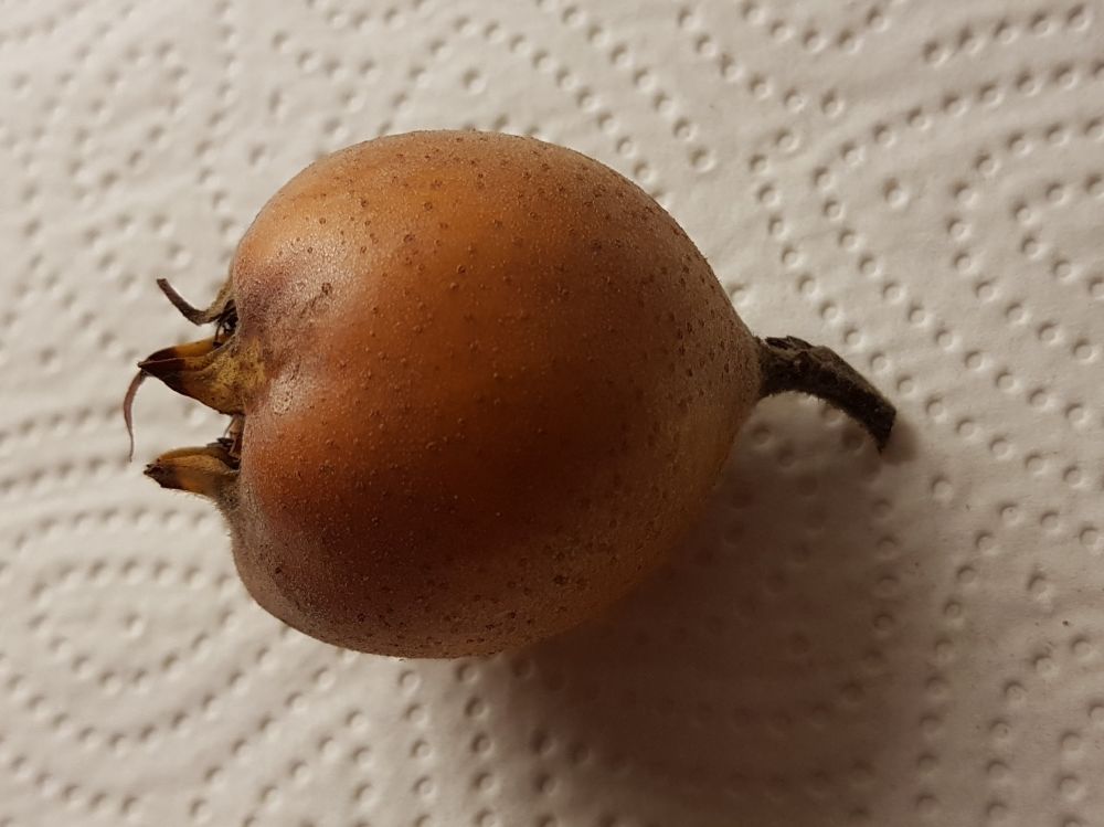 Mispeln – leckeres spätes Obst zur Winterzeit